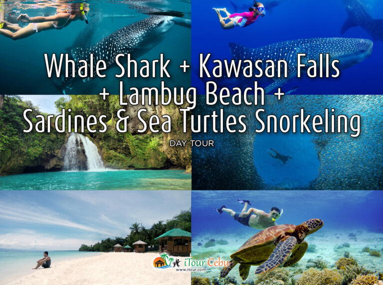 Whale Shark + Kawasan Falls + Lambug Beach + Sardines and Sea Turtles ...